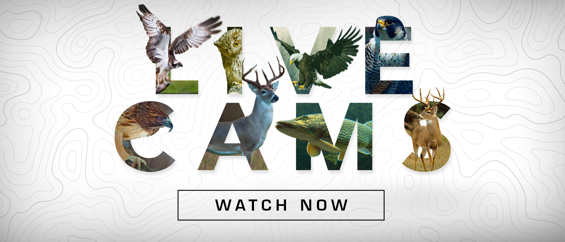 CarbonTV | Wildlife Cams