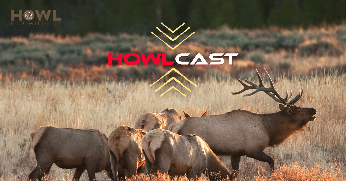 HowlCast by Howl For Wildlife