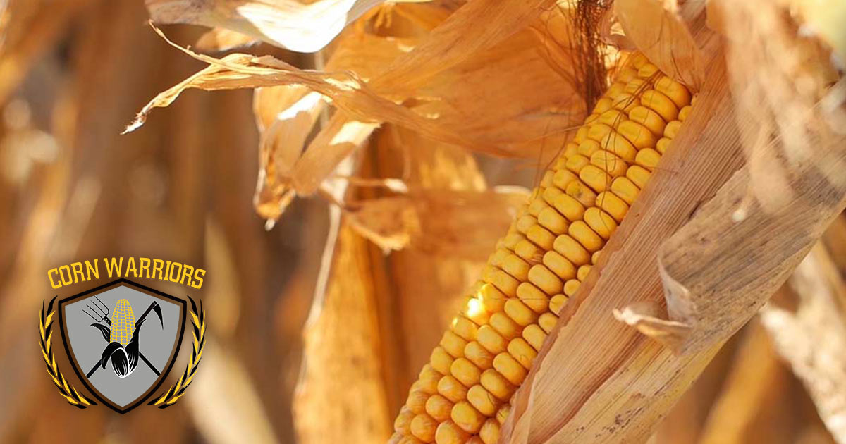 Corn Warriors