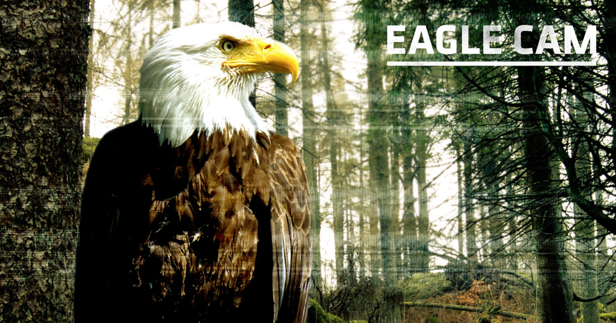 Best of Eagle Cam