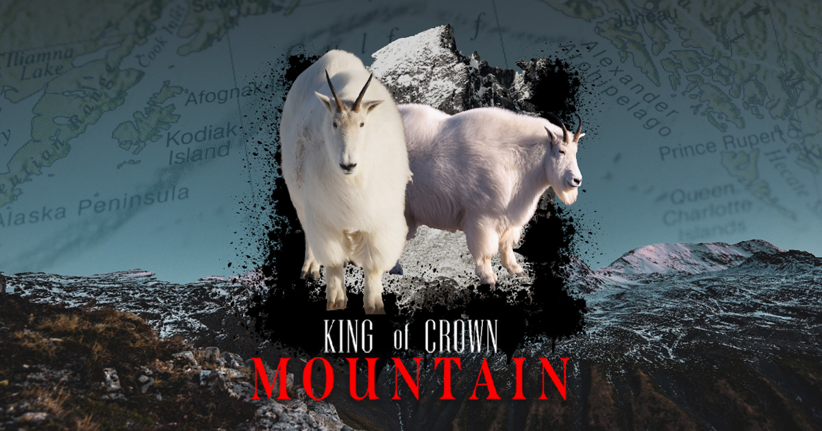King of Crown Mountain